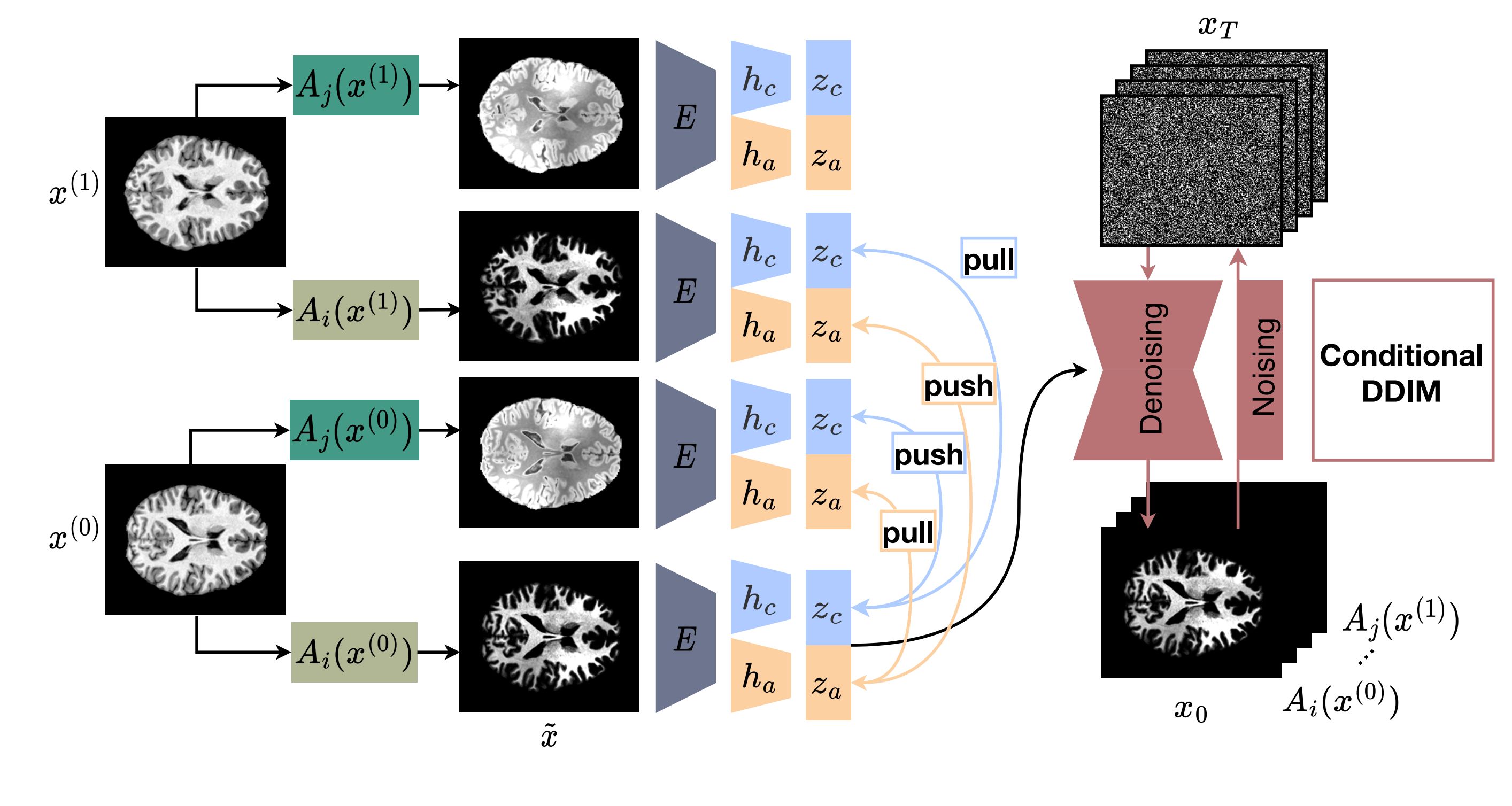 Contrastive Anatomy-Contrast Disentanglement: A Domain-General MRI ...